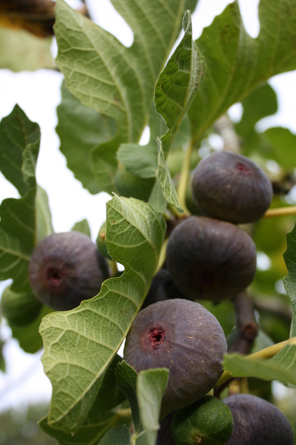 Figuring Out Figs - 27 East