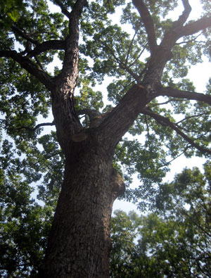 The Hampton Gardener: Feed the trees - 27 East