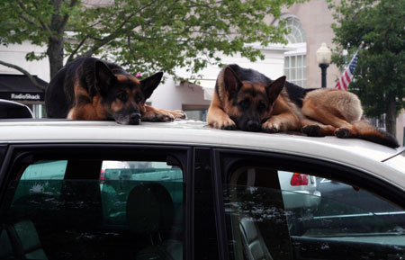 Dogs have their own language and culture, local expert says - 27 East