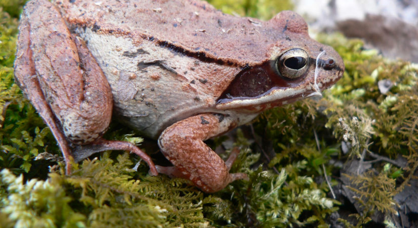 Spring Sights And Sounds - 27 East