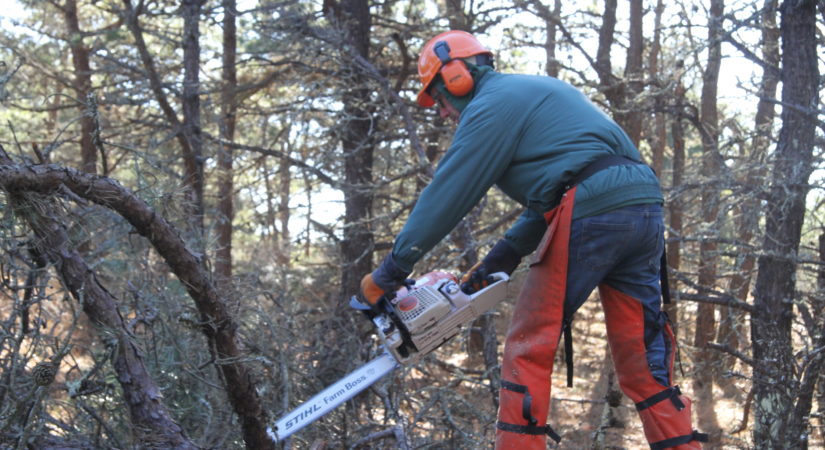 State Begins Cutting Down Hundreds Of Trees In Napeague To Fight ...