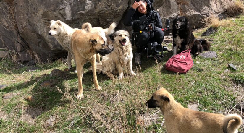 It's a Dog's Life: In 'Stray,' Filmmaker Elizabeth Lo Follows the ...