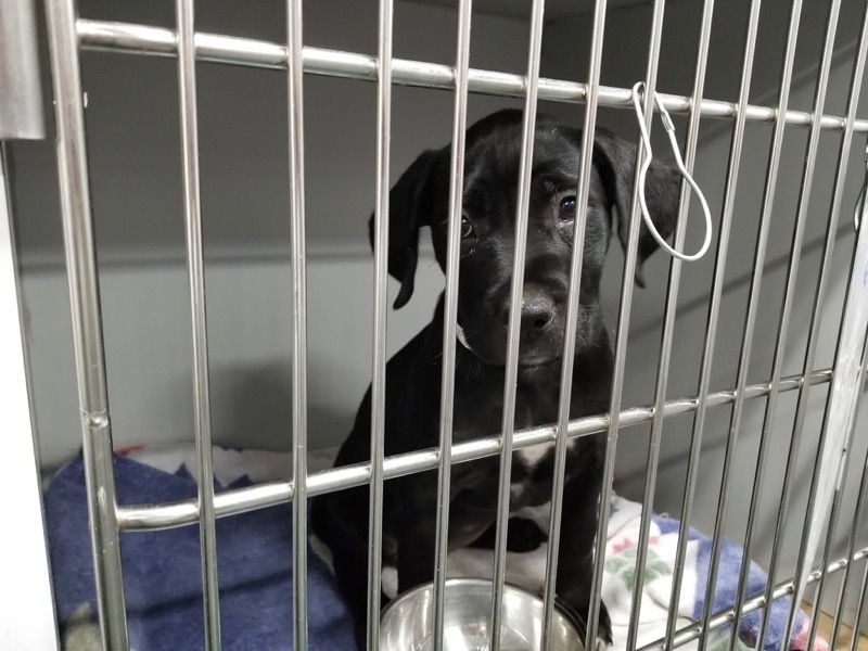 In Other News: ARF Receives Grant, High School Food Pantry, CPF Down ...